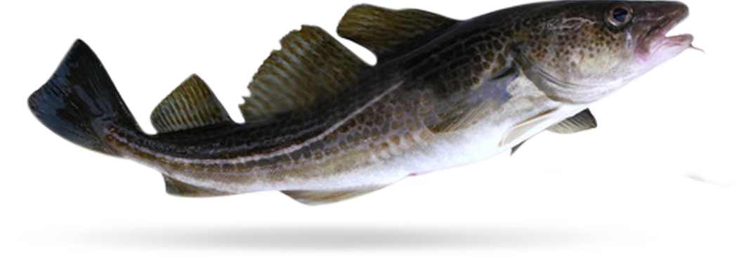 Cod Archives - Valofish EN