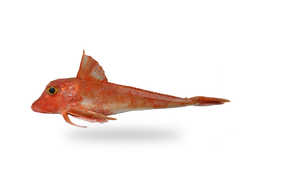 grondin - Valofish EN