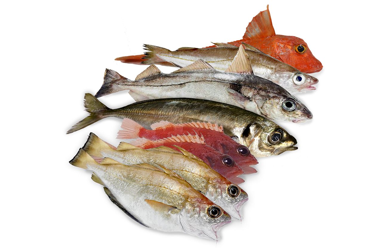 White fish Archives - Valofish EN